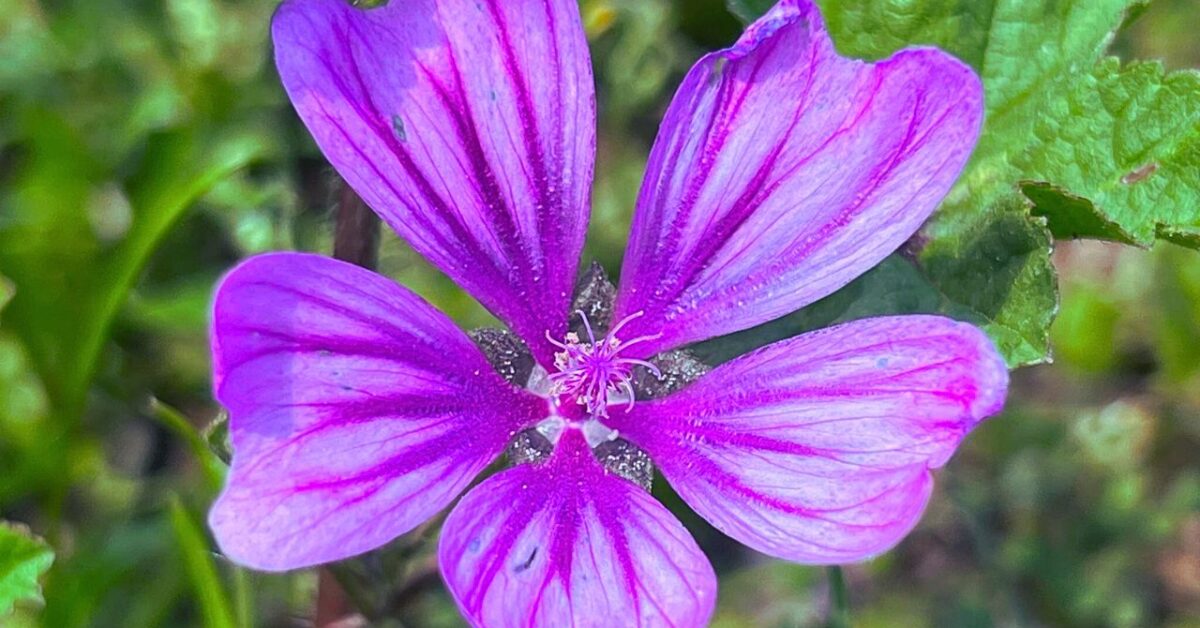 Malva selvatica, un tesoro per la nostra salute: ecco quali sono i suoi ...