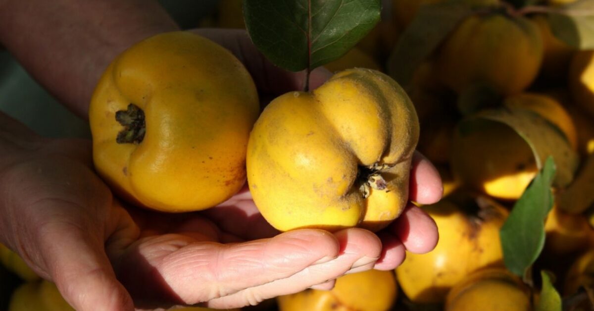 Tutto quello che c'è da sapere sulla mela cotogna, un frutto che oggi ...