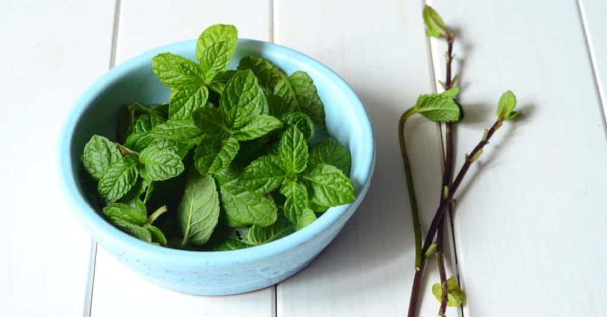 La menta piperita: in cosa è diversa dalla menta e quali sono le sue ...