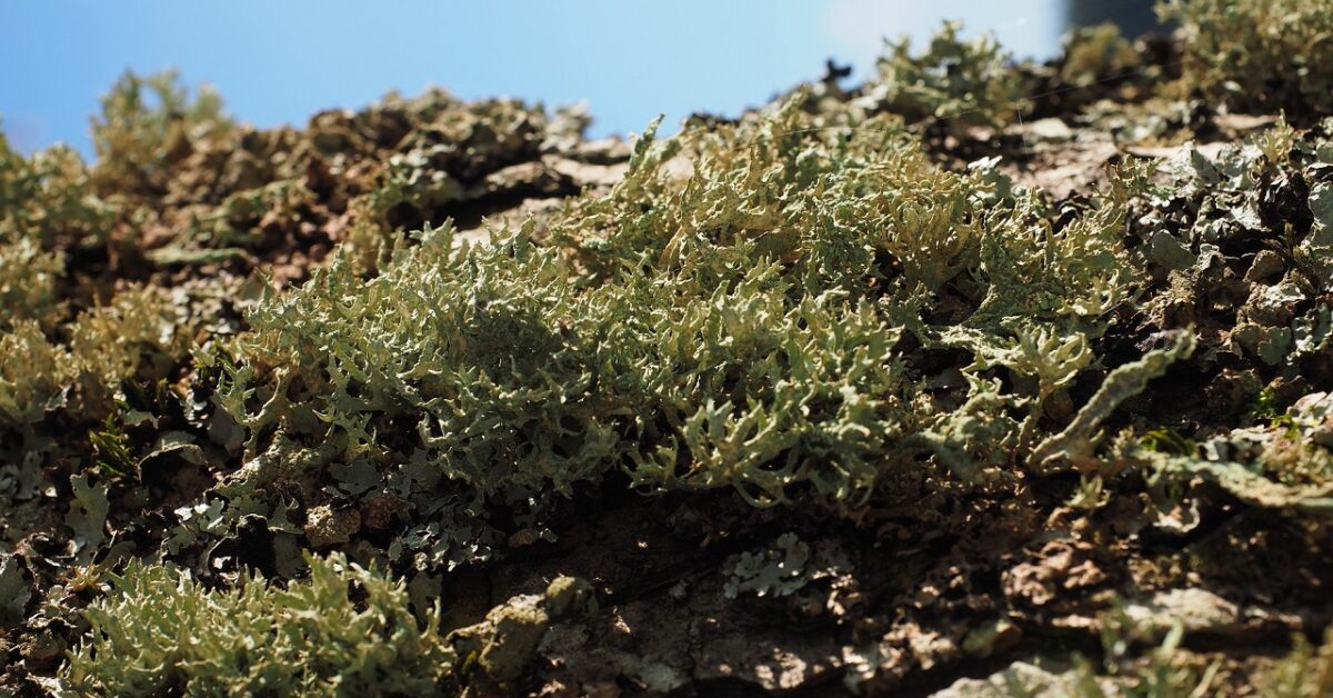 Muschio di quercia: tutto quello che volevi sapere sull'Evernia prunastri