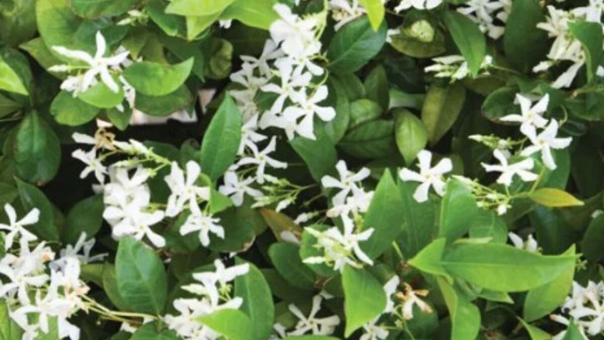 Il Gelsomino, il significato dietro al suo nome e la sua simbologia ...