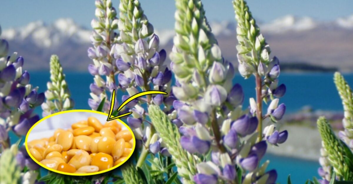 Tutto quello che avreste voluto sapere sul lupino, un legume ottimo per ...