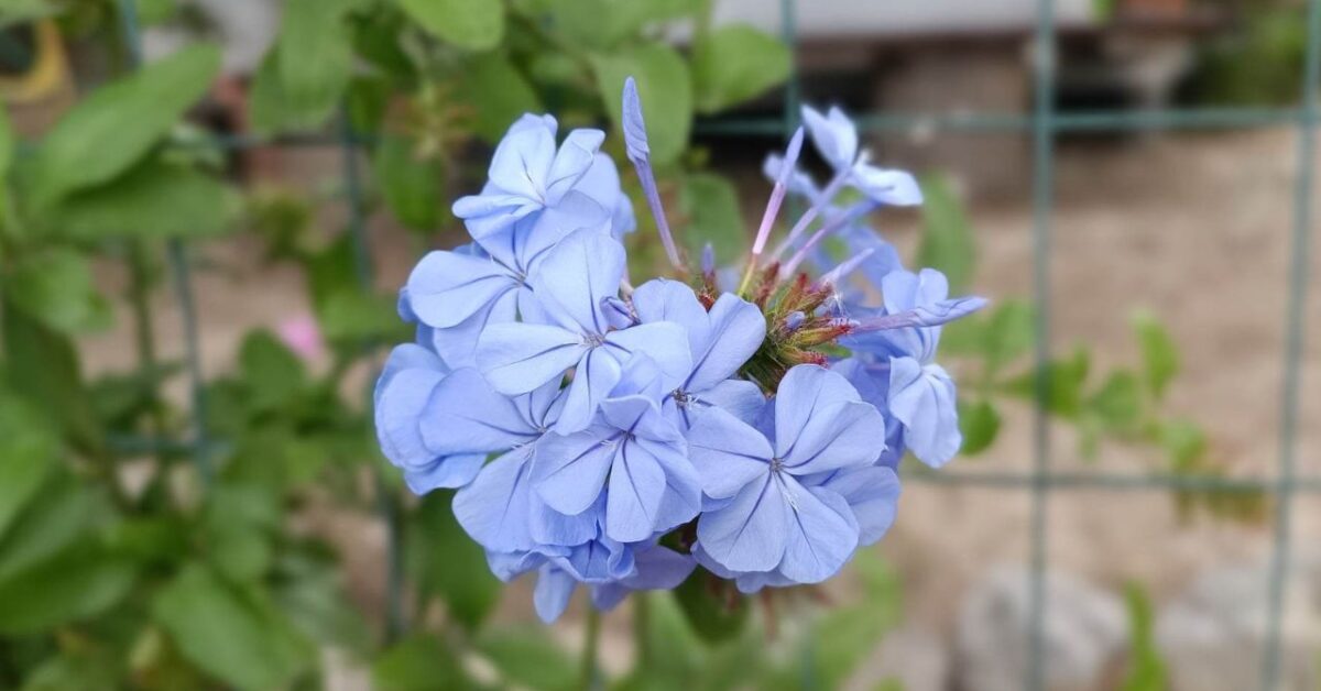 La pianta dal colore del cielo e del mare: scopri come coltivare la ...