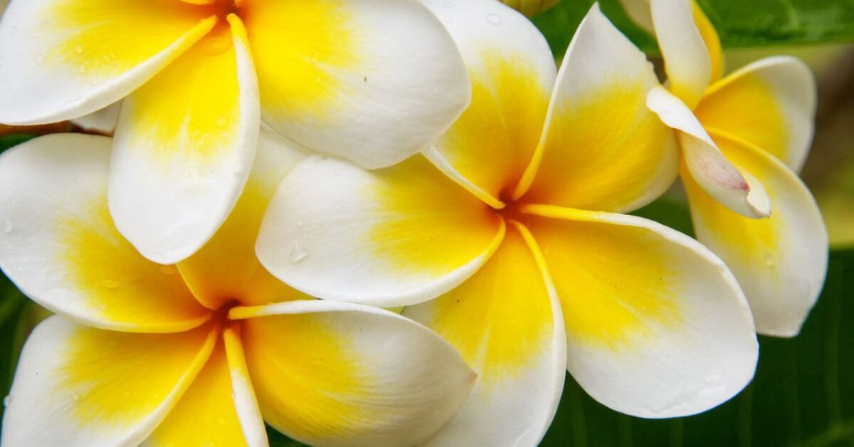 Frangipane, storia e significato del fiore dell'amore e perché lo ...