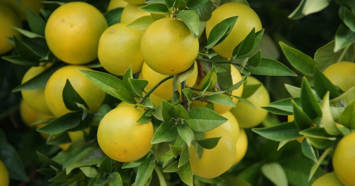Tutto quello che devi sapere prima di coltivare un albero di pompelmo e ...
