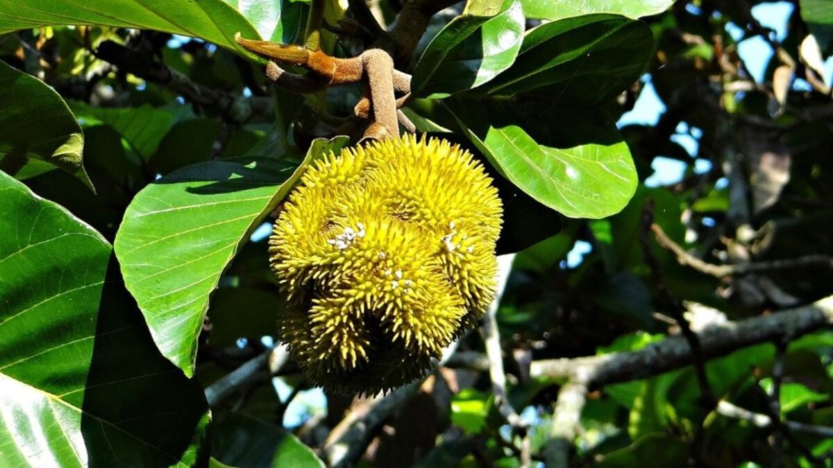 Albero del pane, tutto ciò che devi sapere su questa pianta tropicale