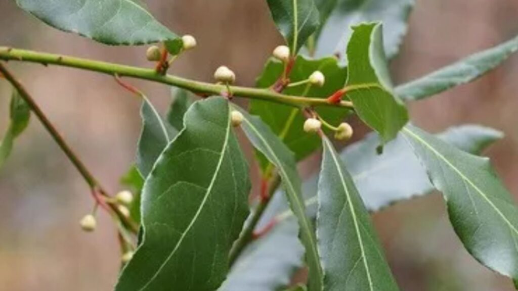 Le origini dell'alloro spiegate attraverso il mito di Dafne e Apollo ...