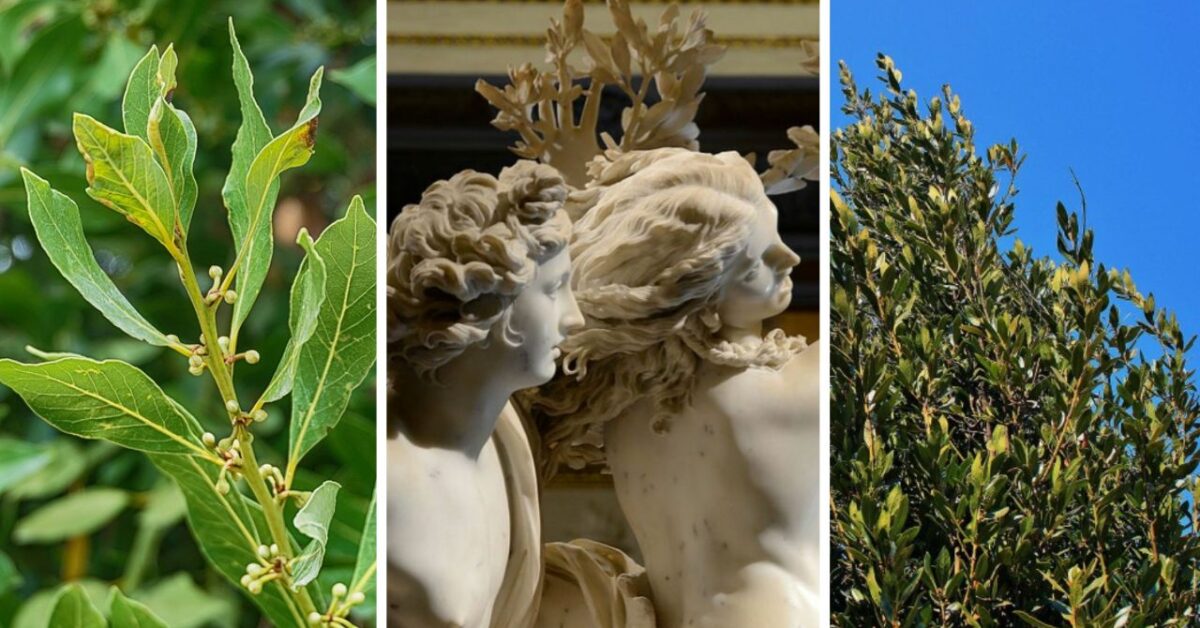 Le origini dell'alloro spiegate attraverso il mito di Dafne e Apollo ...