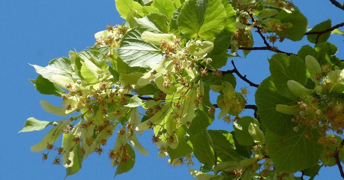 Il tiglio: tutto ciò che devi sapere sulle sue proprietà e benefici
