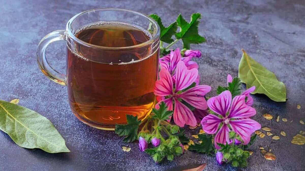 Malva selvatica, un tesoro per la nostra salute: ecco quali sono i suoi ...