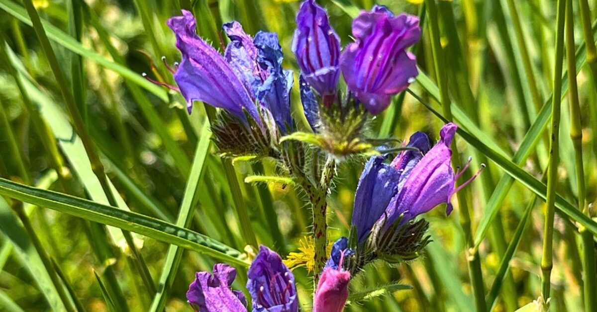 La chiamano viperina azzurra e i suoi fiori sono molto amati dalle api ...