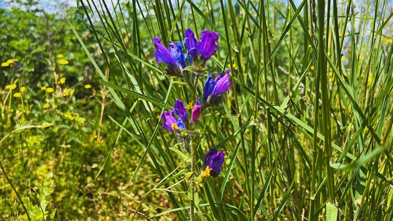 La chiamano viperina azzurra e i suoi fiori sono molto amati dalle api ...