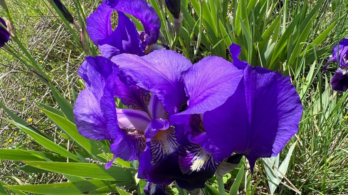 Iris e il loro simbolismo in base al colore: ecco cosa significa ...