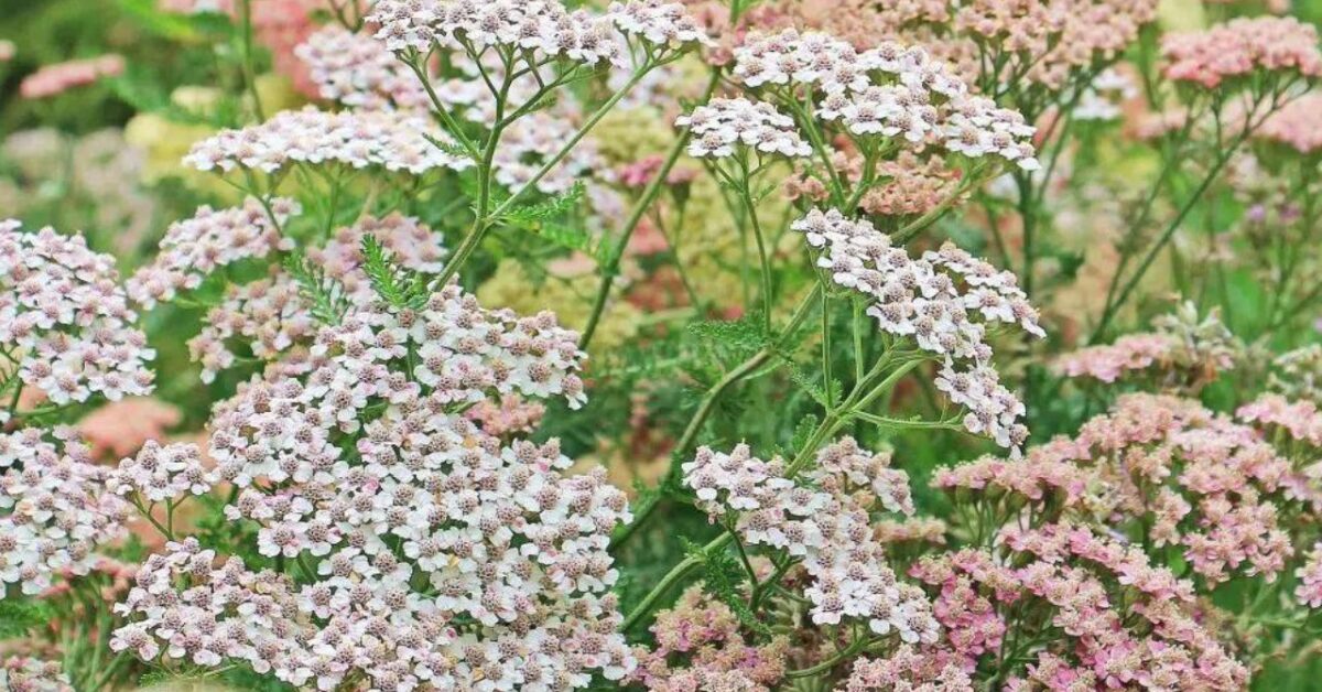 Achillea millefoglie: proprietà e coltivazione della pianta amata da ...