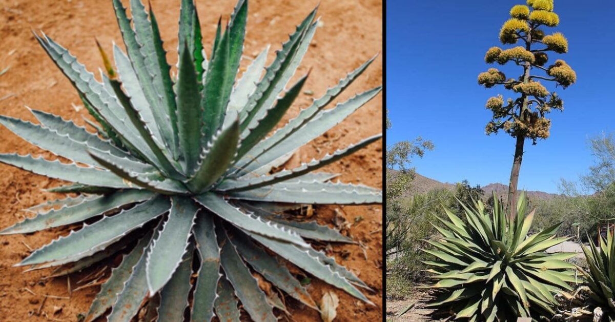 Agave: caratteristiche, mitologia e significati della pianta simbolo ...