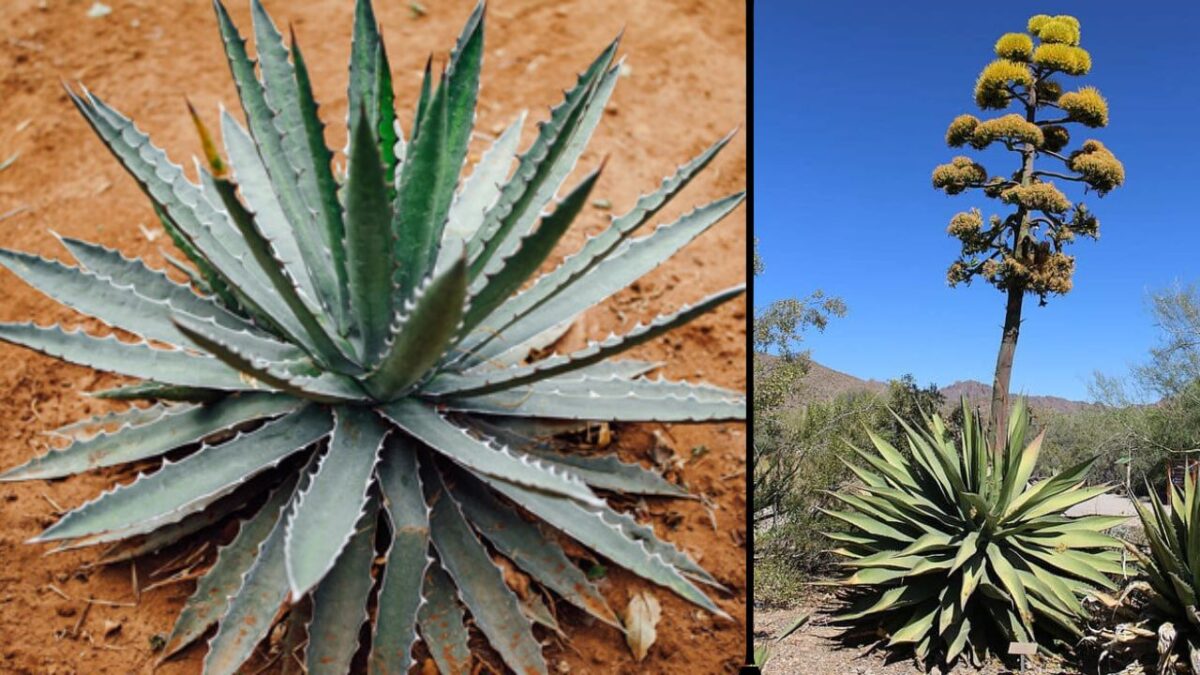 Agave: caratteristiche, mitologia e significati della pianta simbolo ...