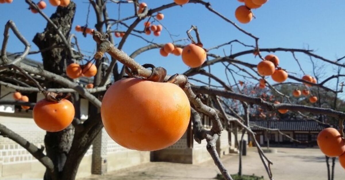 Il cachi, un frutto depositario di antiche leggende contadine
