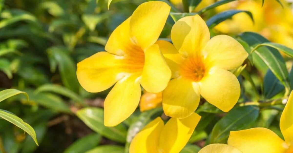 Le 6 più belle piante rampicanti estive: ecco le foto da non perdere