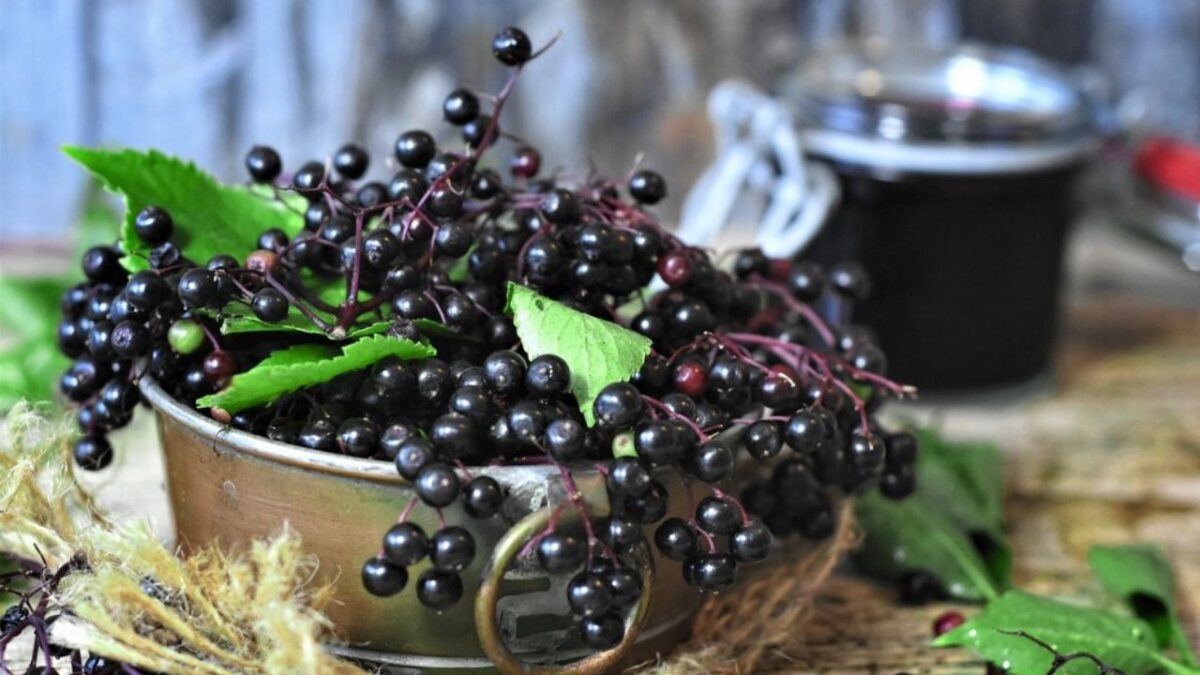 Il Sambuco, storia, benefici e curiosità: ecco perché dovete consumarlo ...