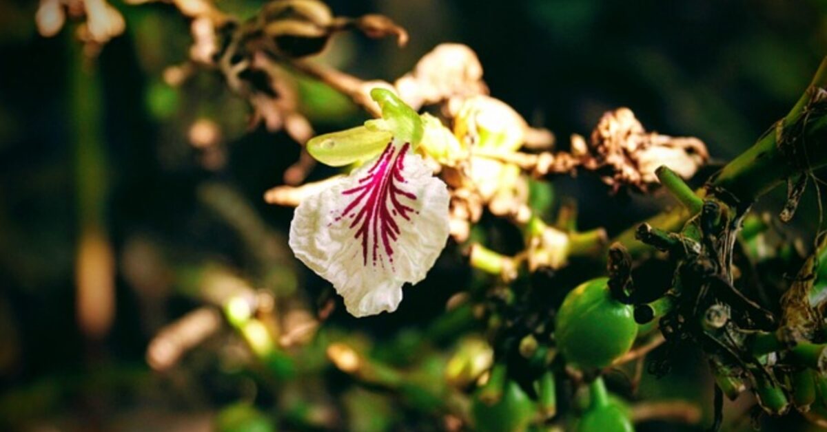 Cardamomo, caratteristiche e proprietà benefiche di questa pianta ...