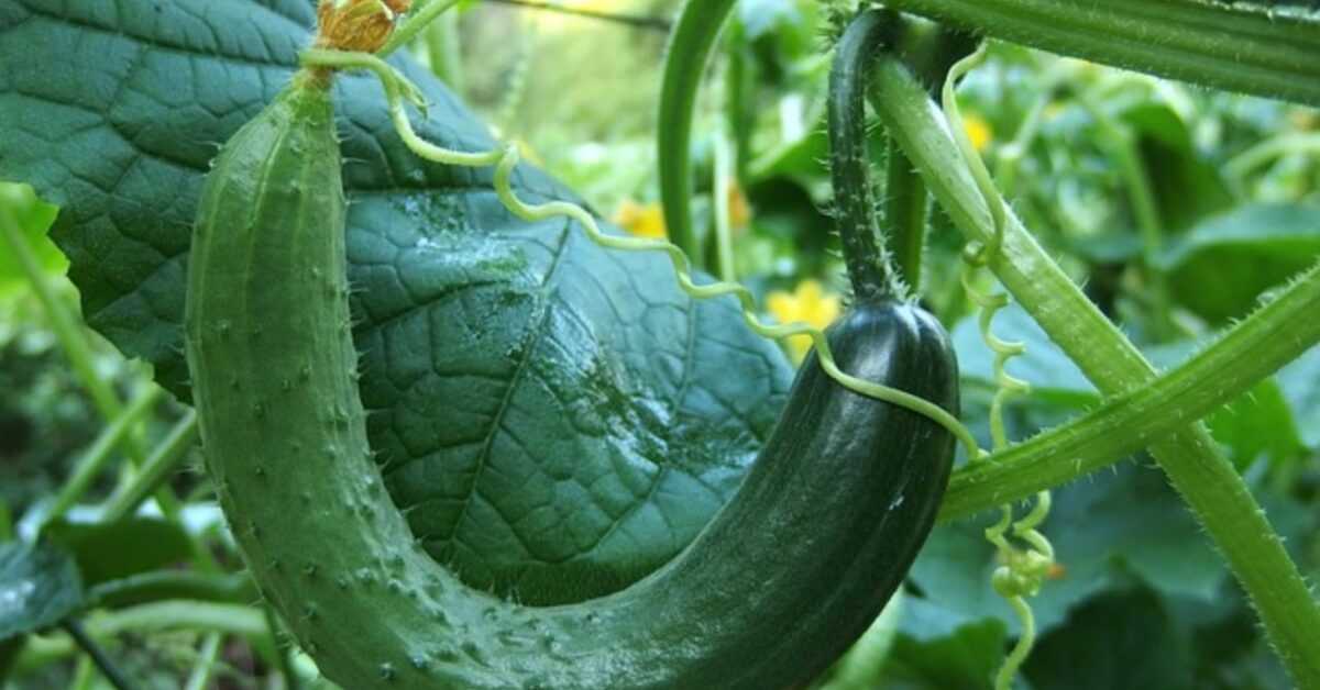 I benefici dei cetrioli: è davvero importante mangiarli tutti i giorni?
