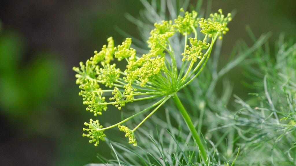 Dill: tutti i segreti per coltivare l'aneto in vaso e in giardino