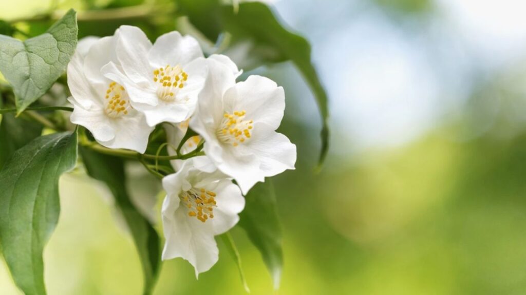 Filadelfo o Fiore dell'angelo, i trucchi per prendersene cura di questa ...
