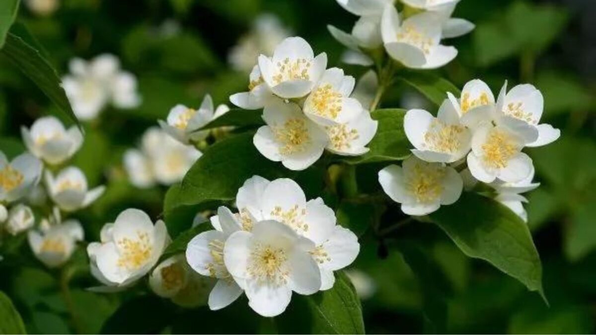 Filadelfo o Fiore dell'angelo, i trucchi per prendersene cura di questa ...