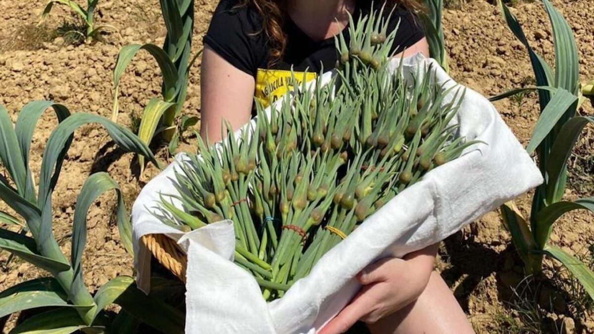 Come garantirsi un ricco raccolto di pomodori con il trucco del ...