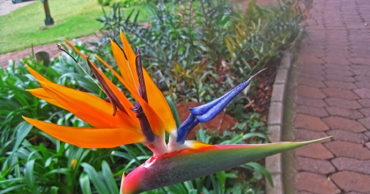 Metodi per coltivare e prendersi cura della Strelitzia