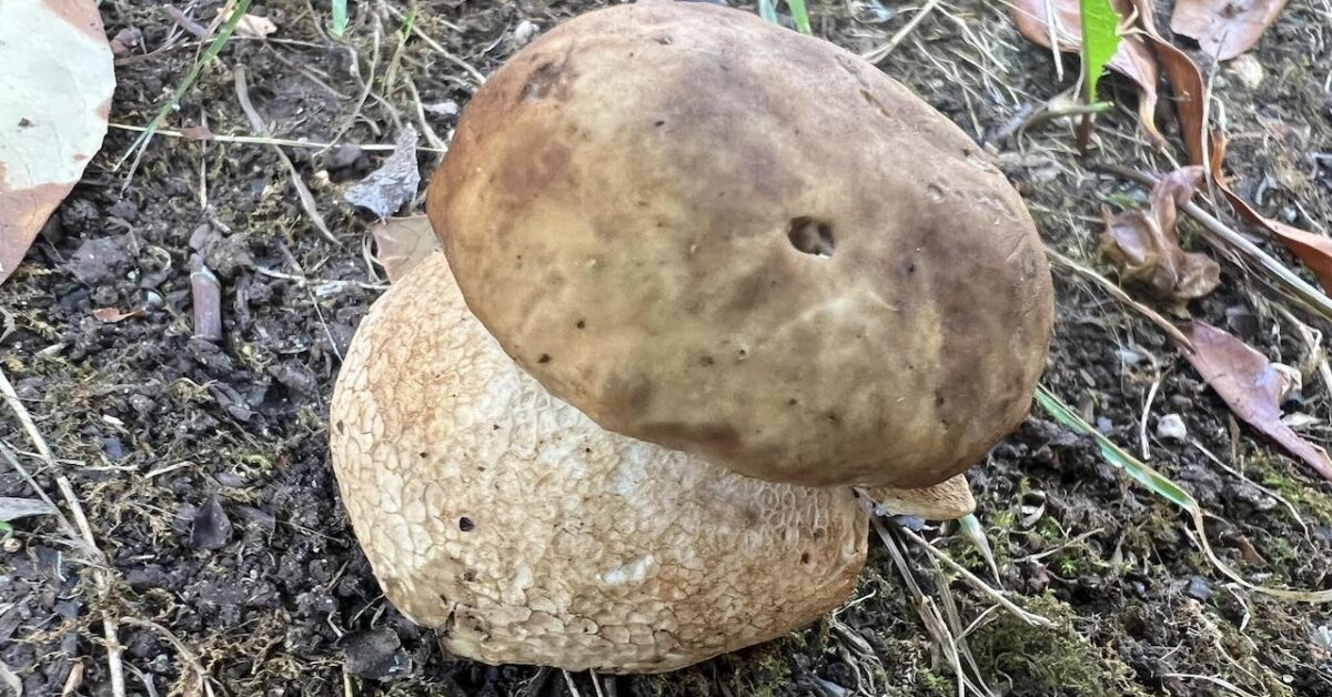 Il fungo porcino, proprietà e benefici: ecco cosa devi saper su questa ...