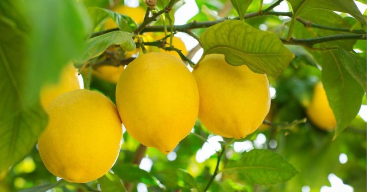 Limoni poco succosi: ecco le possibili cause e come risolvere