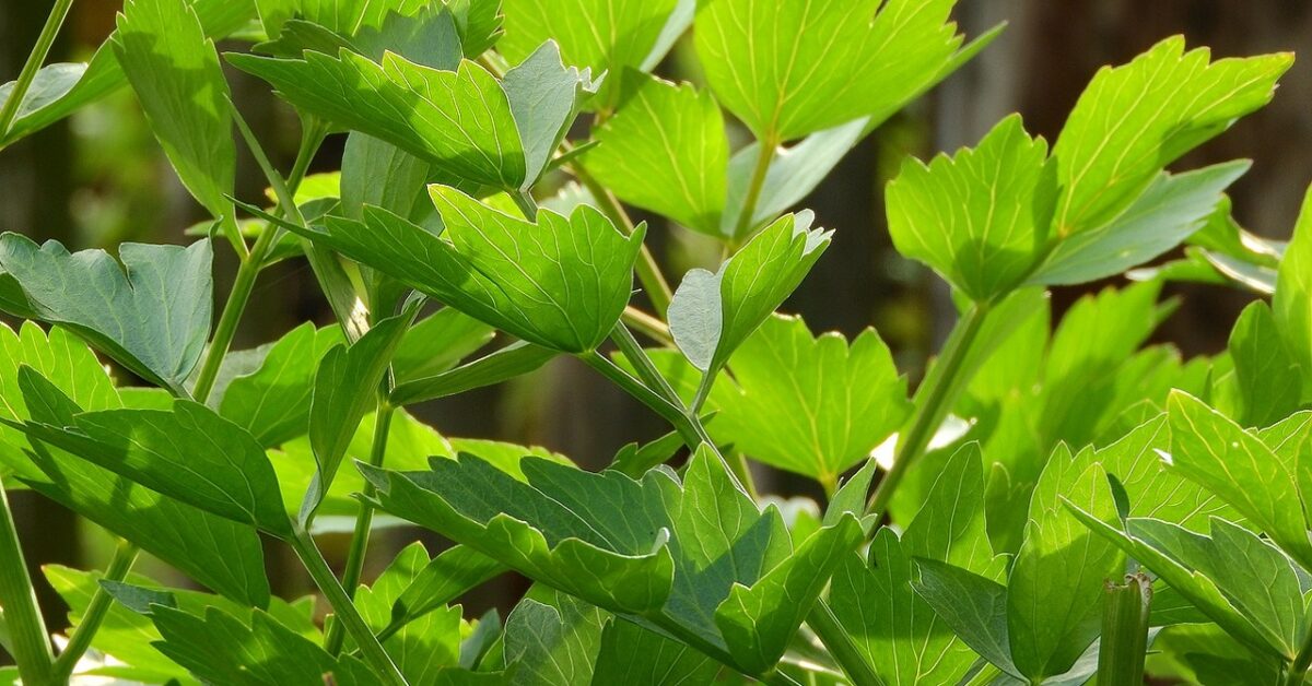 Lovage: tutto quello che volevi sapere sulla spezia nota anche come ...