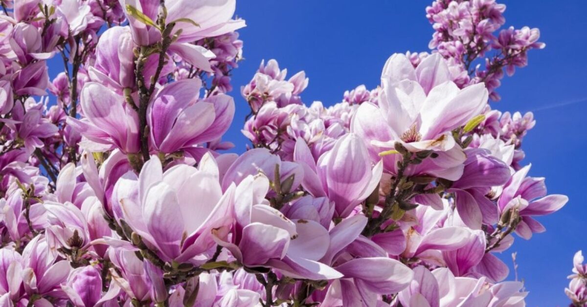 Magnolie: storia e simbologia di un fiore molto amato