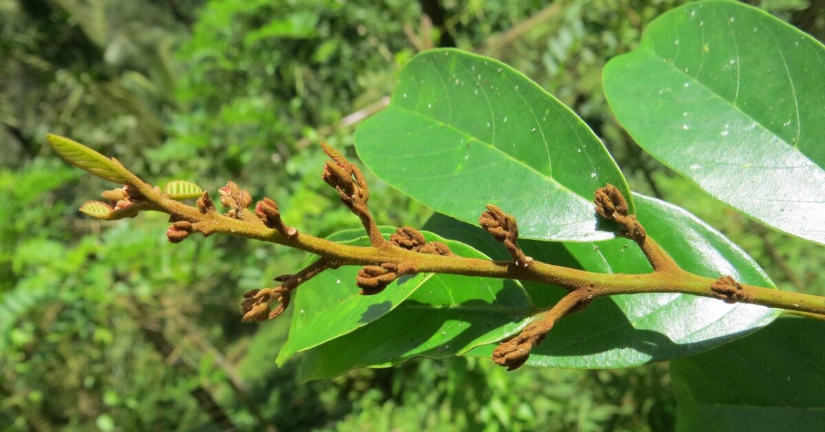 Massoia: tutto quello che c'è da sapere su questa spezia (e olio ...