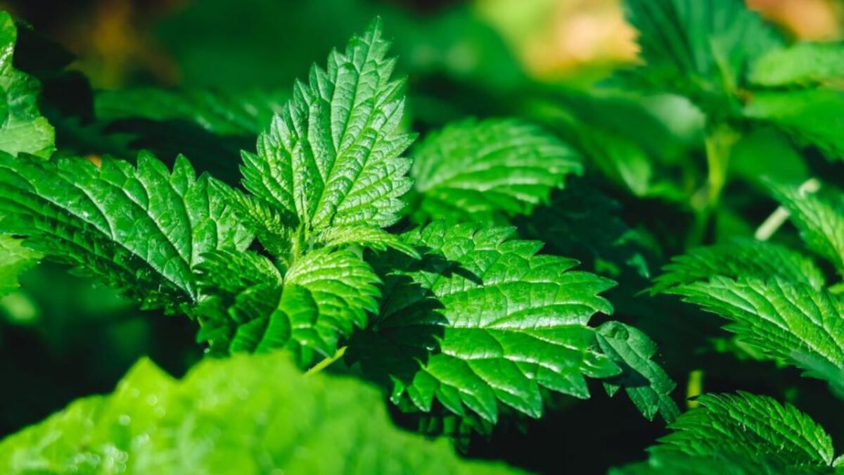 Menta, tra storia e leggenda: ecco com'è nata dal sacrificio di una ninfa