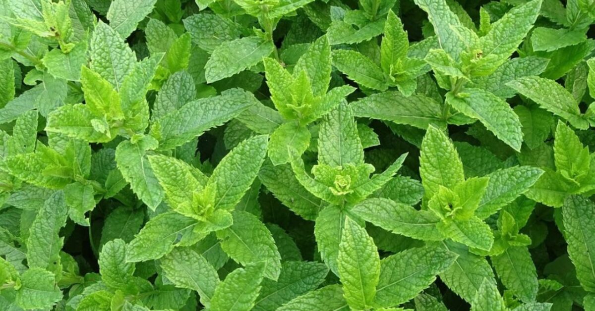 La menta, un accenno sulla sua storia e sulle sue caratteristiche ...