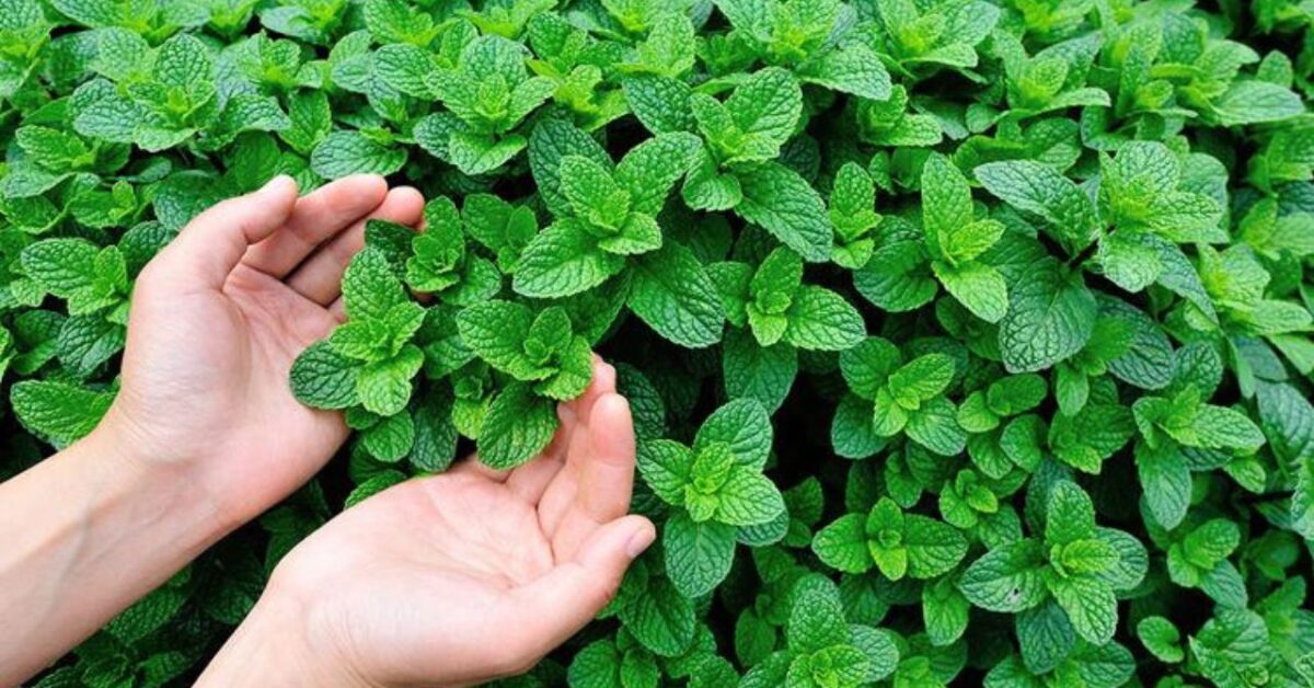 Menta, tra storia e leggenda: ecco com'è nata dal sacrificio di una ninfa