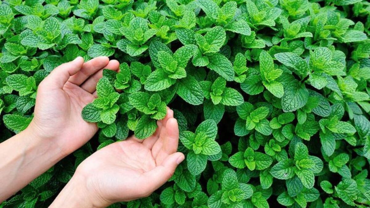 Menta, tra storia e leggenda: ecco com'è nata dal sacrificio di una ninfa