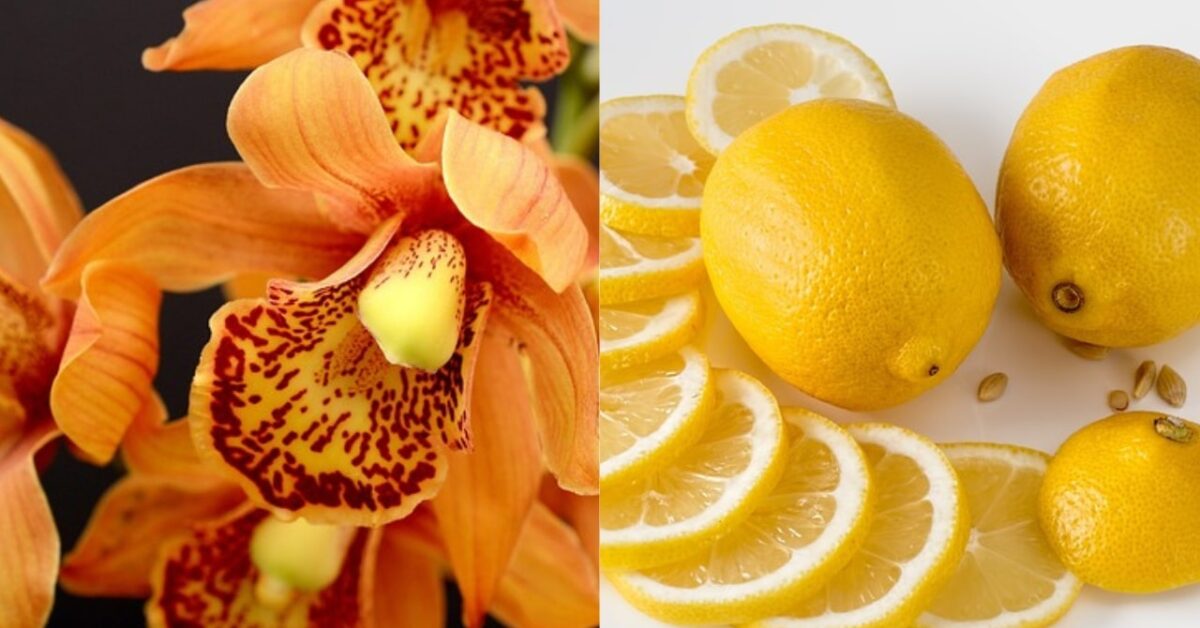 Tre gocce di limone: il trucco che renderà le tue orchidee ancora più ...