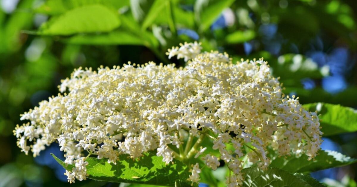 Il Sambuco, storia, benefici e curiosità: ecco perché dovete consumarlo ...