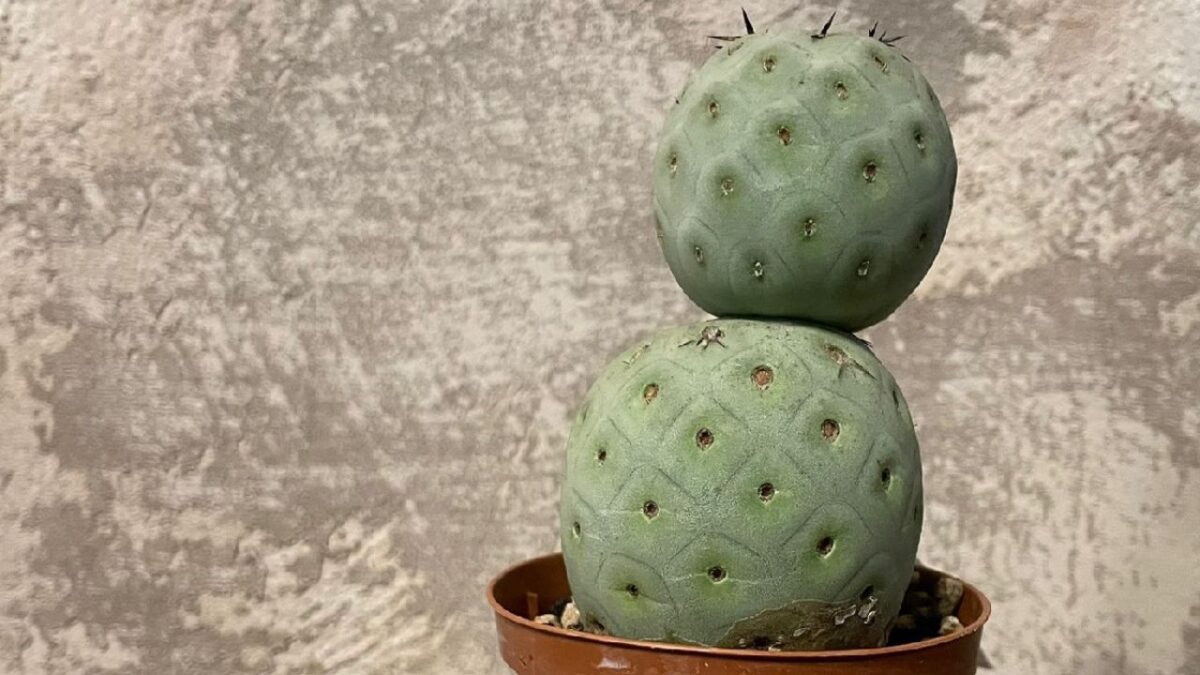Tephrocactus geometricus: tutto ciò che devi sapere sul cactus dalle ...