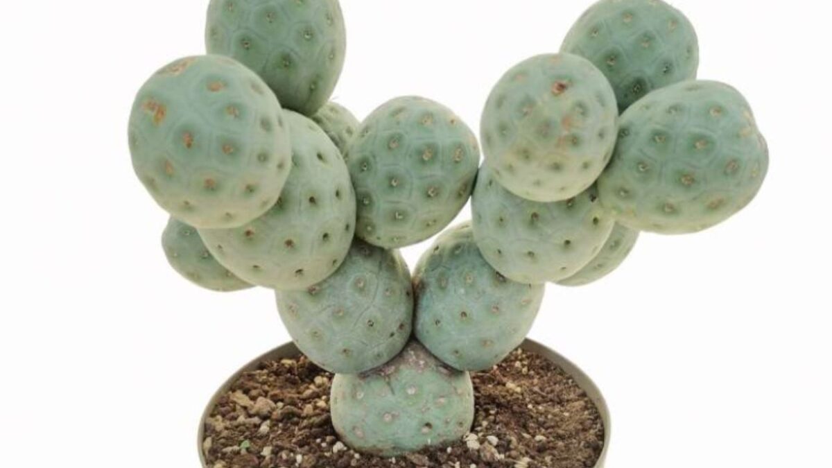 Tephrocactus geometricus: tutto ciò che devi sapere sul cactus dalle ...