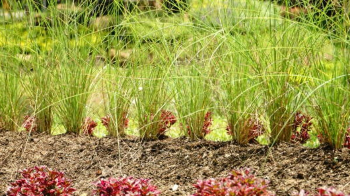 Vetiver: la pianta dai mille vantaggi e virtù