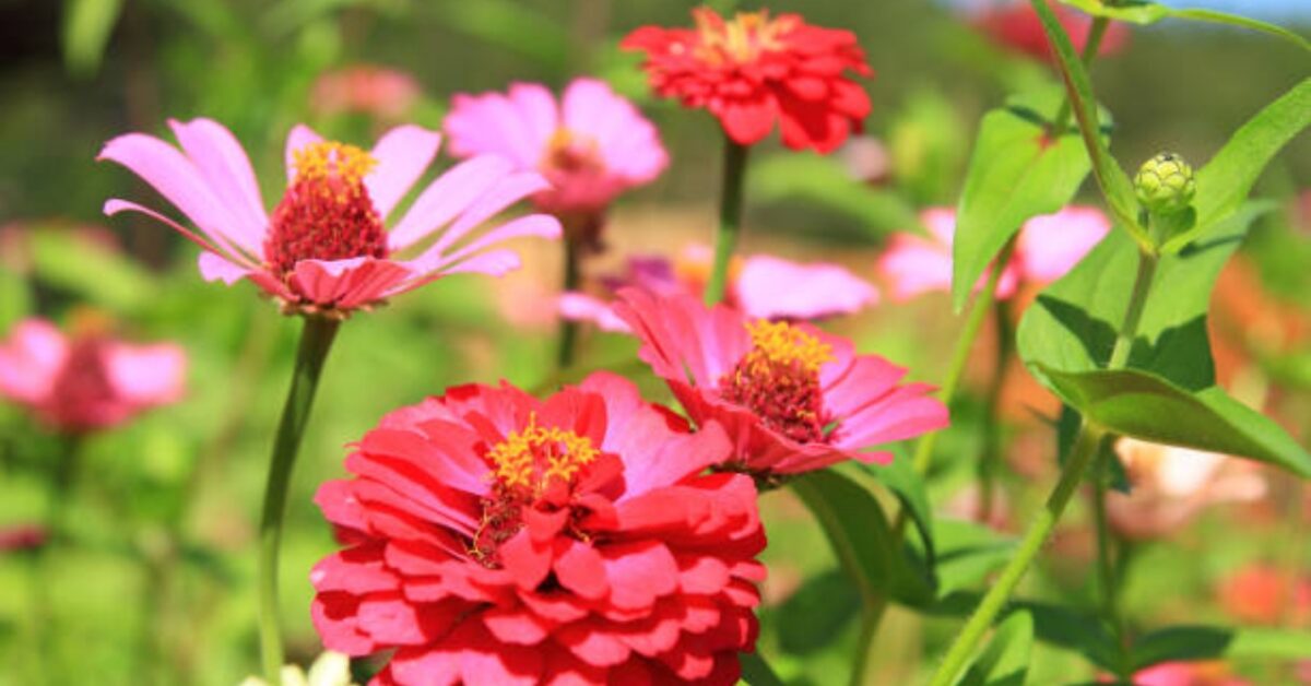 Perché piantare le zinnie: come aiutare il proprio giardino