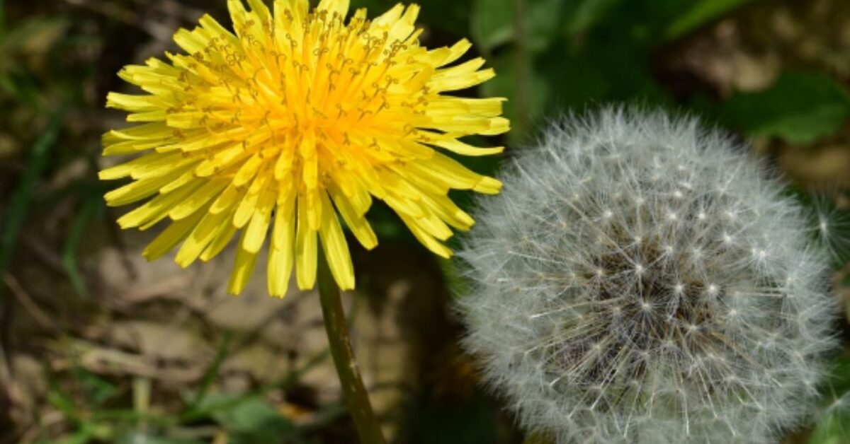 Scopriamo insieme le leggende legate tarassaco, il fiore primaverile ...