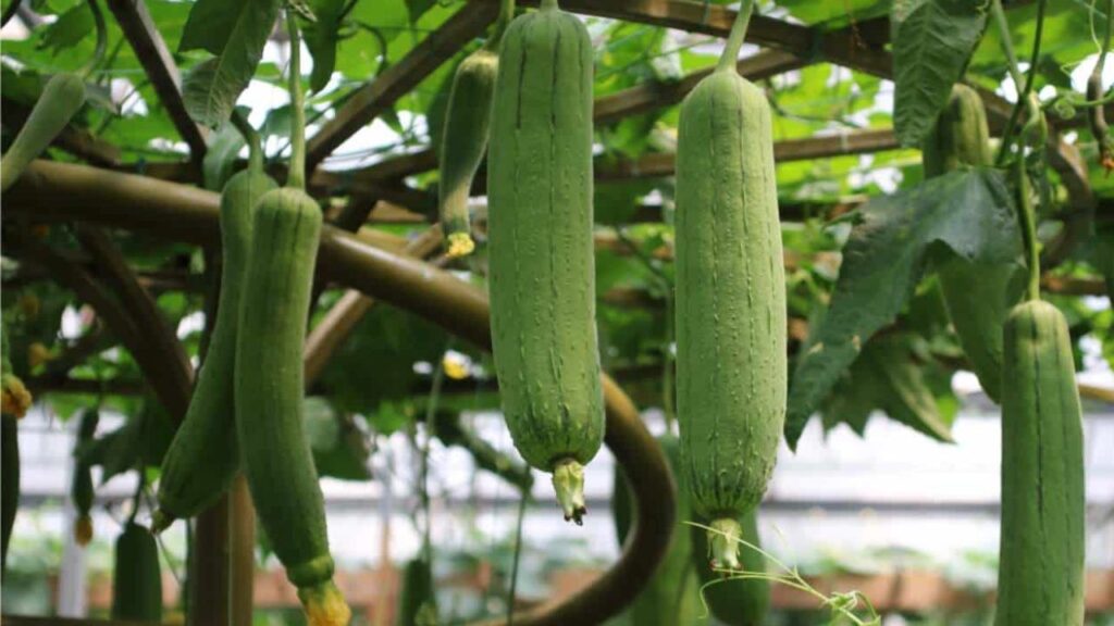 Luffa: ecco gli usi tradizionali e come ricavare una spugna vegetale