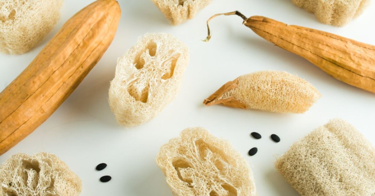 Luffa: ecco gli usi tradizionali e come ricavare una spugna vegetale