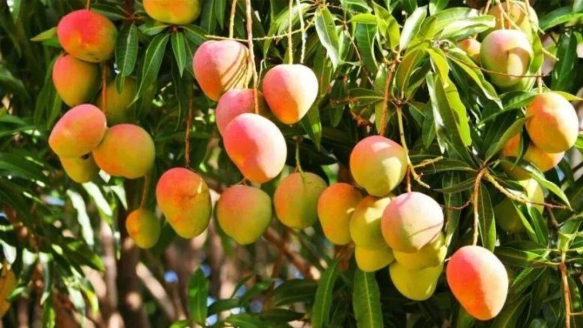 Mango: ecco come far nascere una piantina a partire dal seme