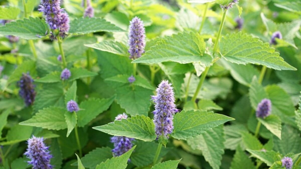 Com'è fatto il fiore di menta, quando fiorisce e come curarlo